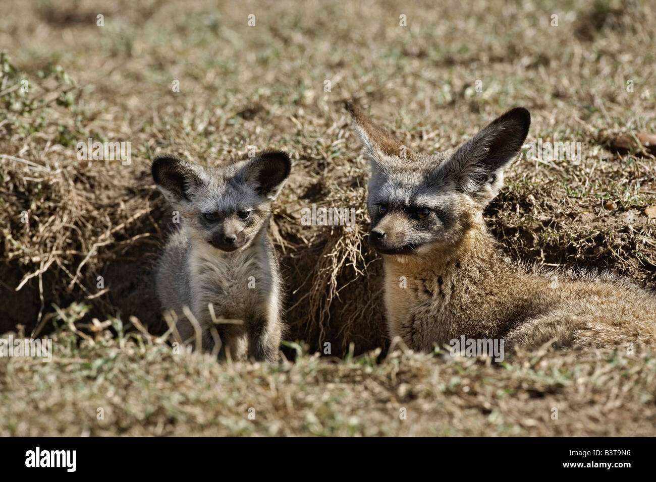 Young Bat-eared Foxes, Otocyon megalotis, Masai Mara, Kenya, Africa ...
