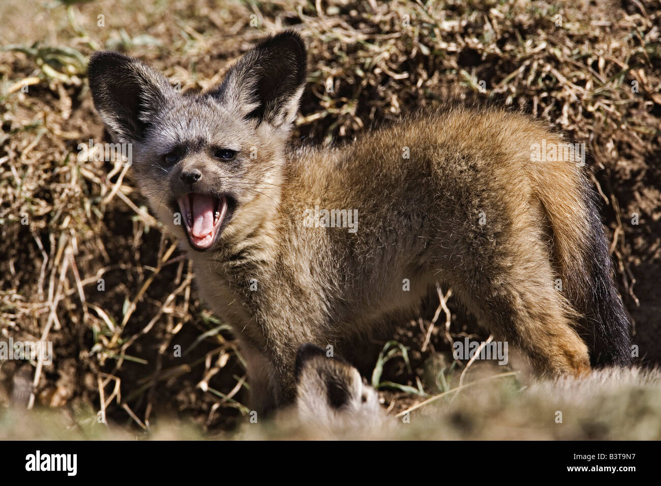 Young Bat-eared Foxes, Otocyon megalotis, Masai Mara, Kenya, Africa ...