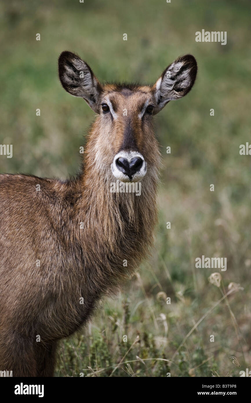 Female Defassa Waterbuck, Kobus defassa, Lake Nakuru National Park ...