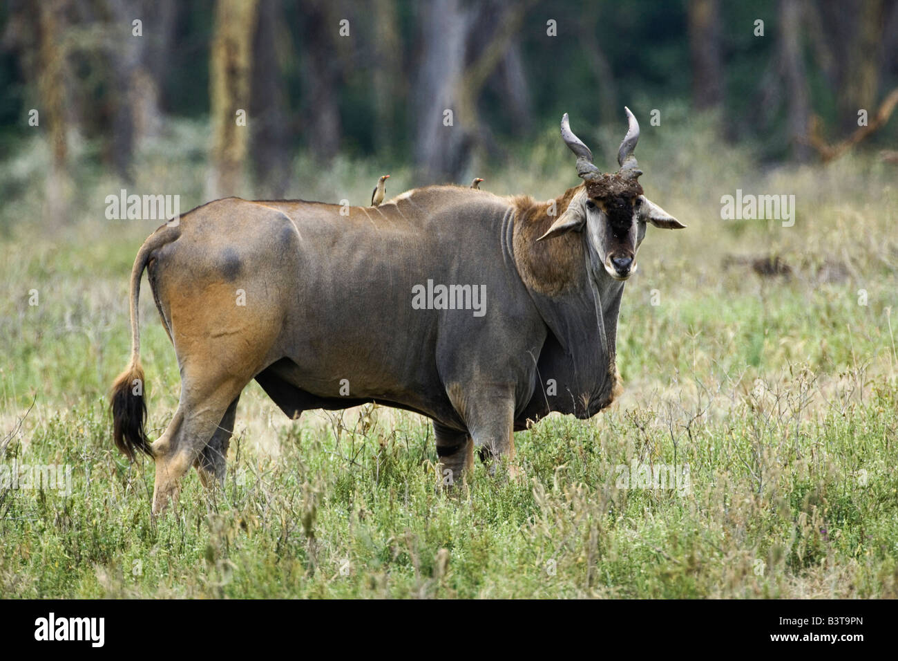 Derbianus hi-res stock photography and images - Alamy