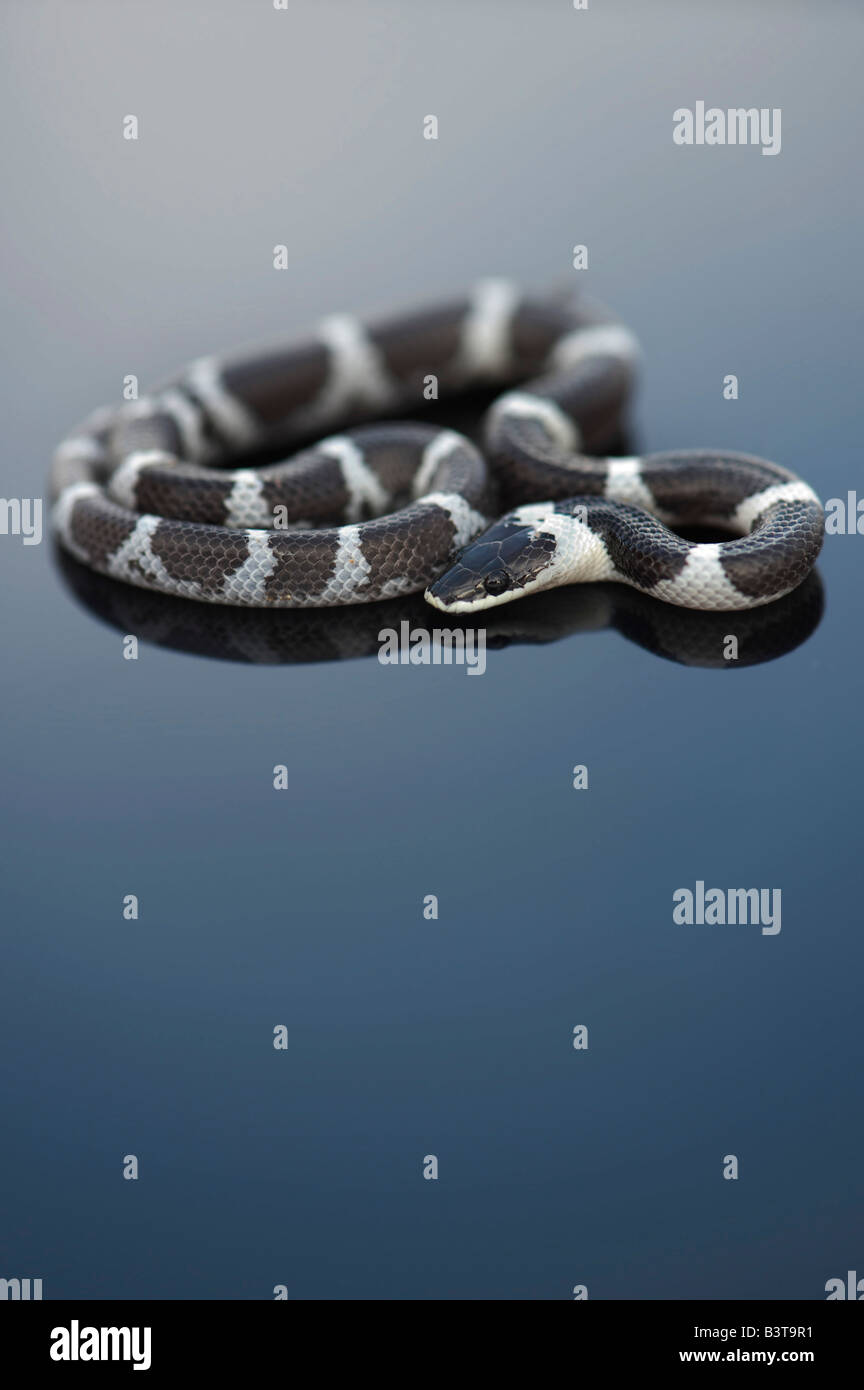 Wolf snake hi-res stock photography and images - Alamy