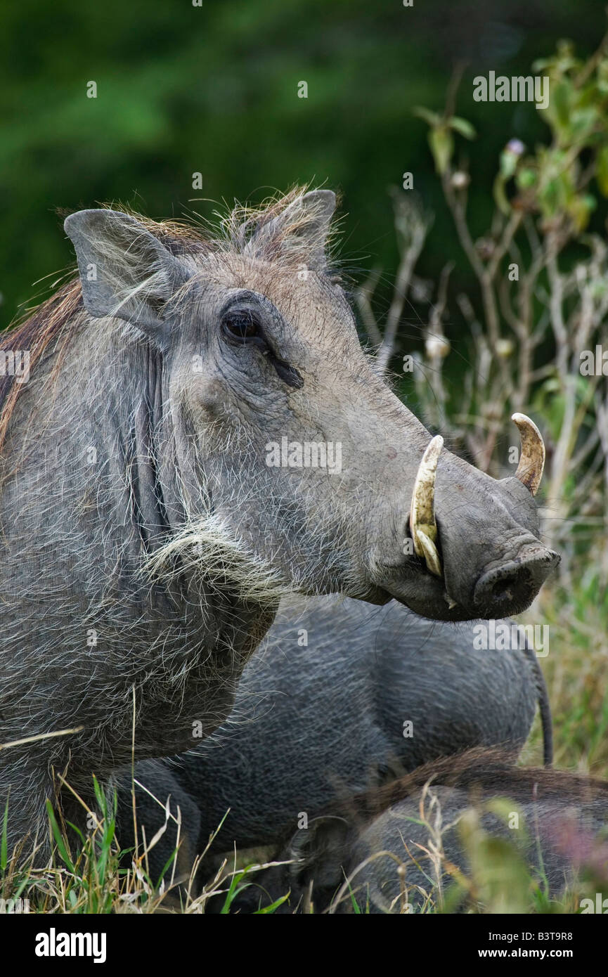 Three warthogs hi-res stock photography and images - Alamy