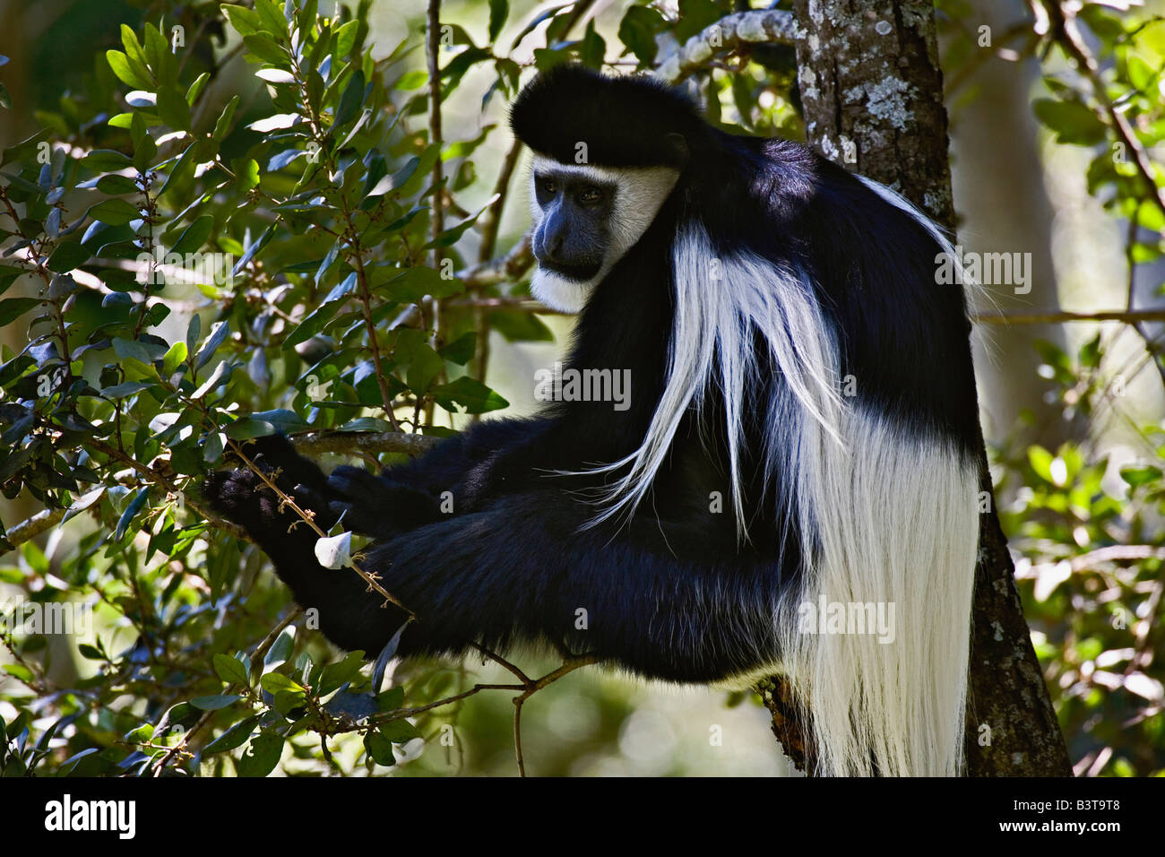 Abyssinian Black and White Colobus, Colobus abyssinicus. Lake Nakuru ...