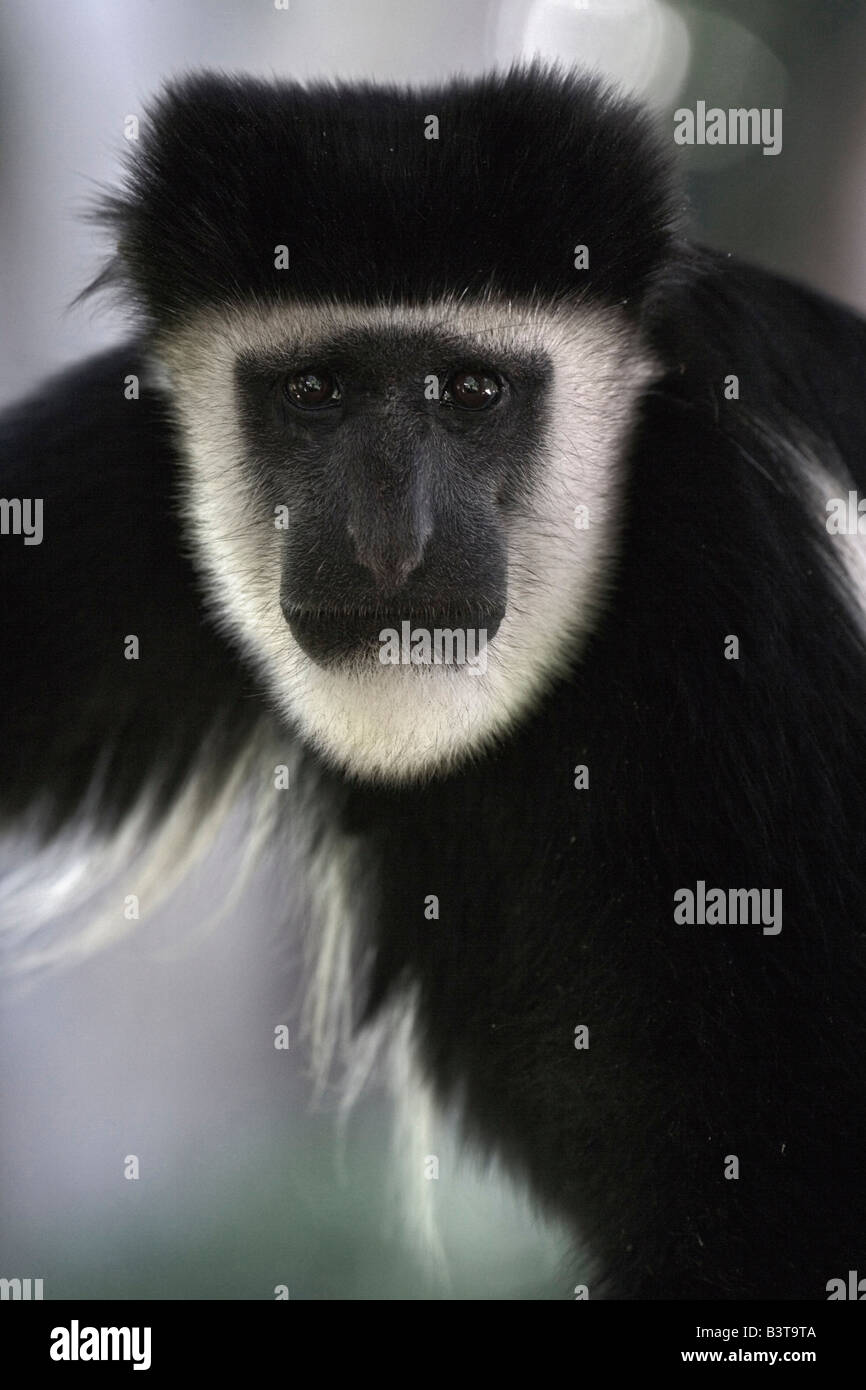 Colobus abyssinicus hi-res stock photography and images - Alamy