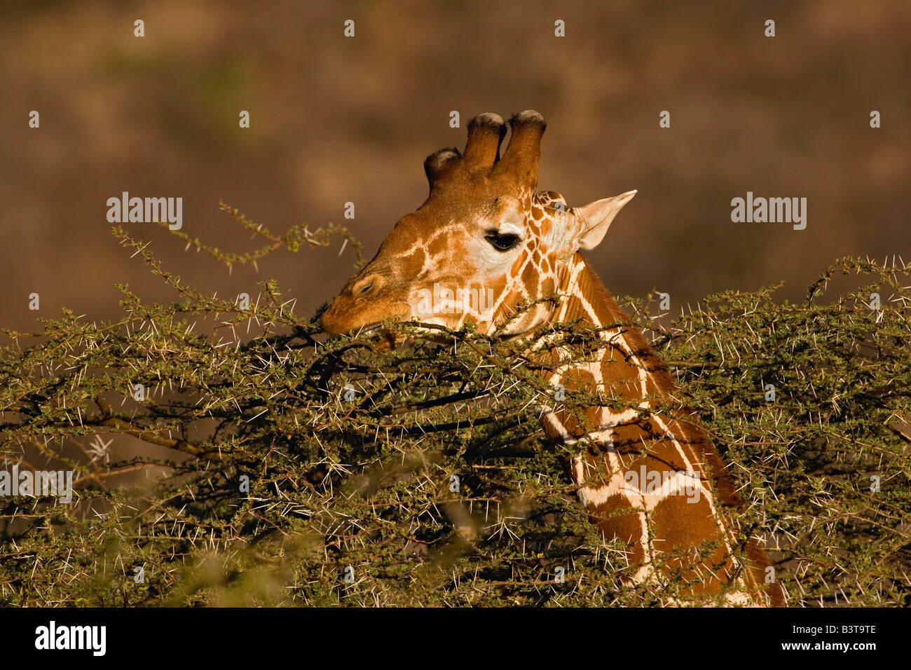 Reticulated Giraffe, Giraffe camelopardalis reticulata, Samburu Game ...
