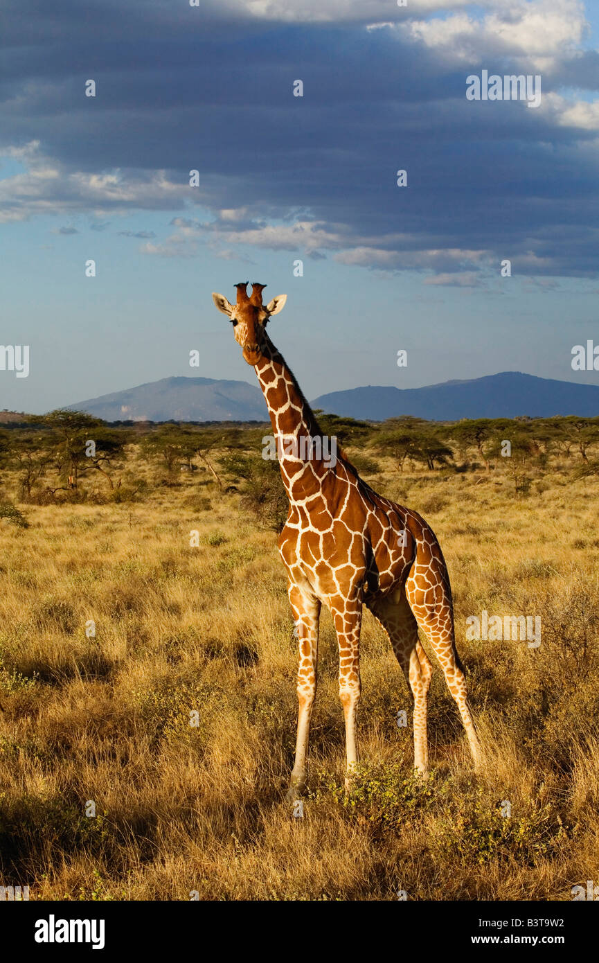 Reticulated Giraffe, Giraffe camelopardalis reticulata, Samburu Game ...