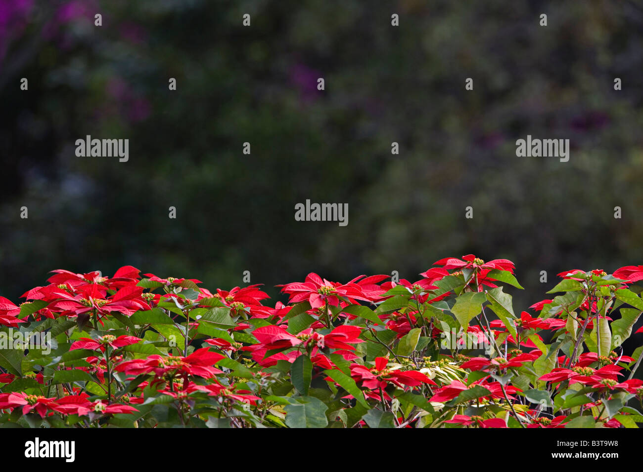 Poinsettia flowers, Kenya, Africa Stock Photo - Alamy