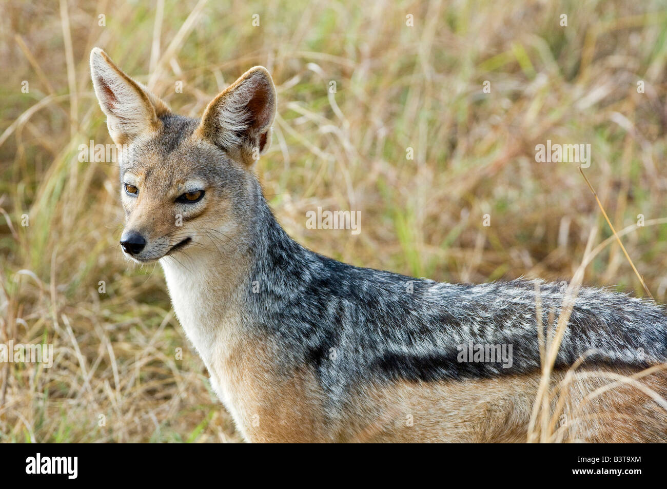 Africa, Kenya, Masai Mara. Black-backed jackal close-up Stock Photo - Alamy