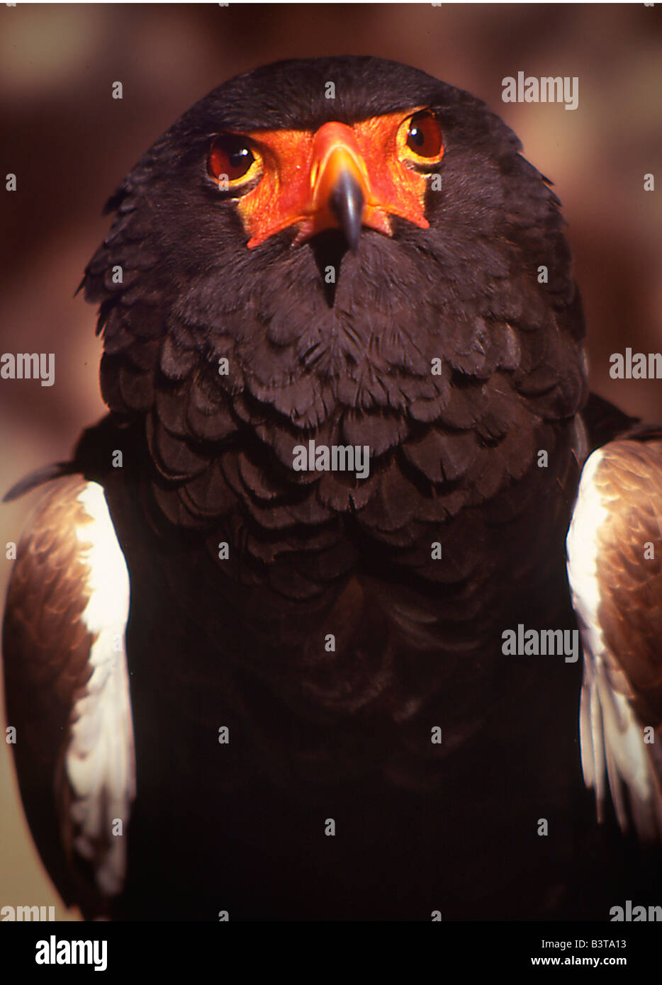 Africa, Kenya, Samburu National Reserve. Portrait of a bateleur bird ...