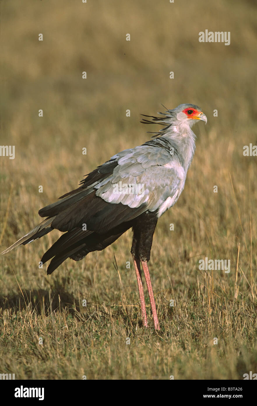 Africa, Kenya, Masai Mara. A Secretary Bird, a large raptor that spends ...