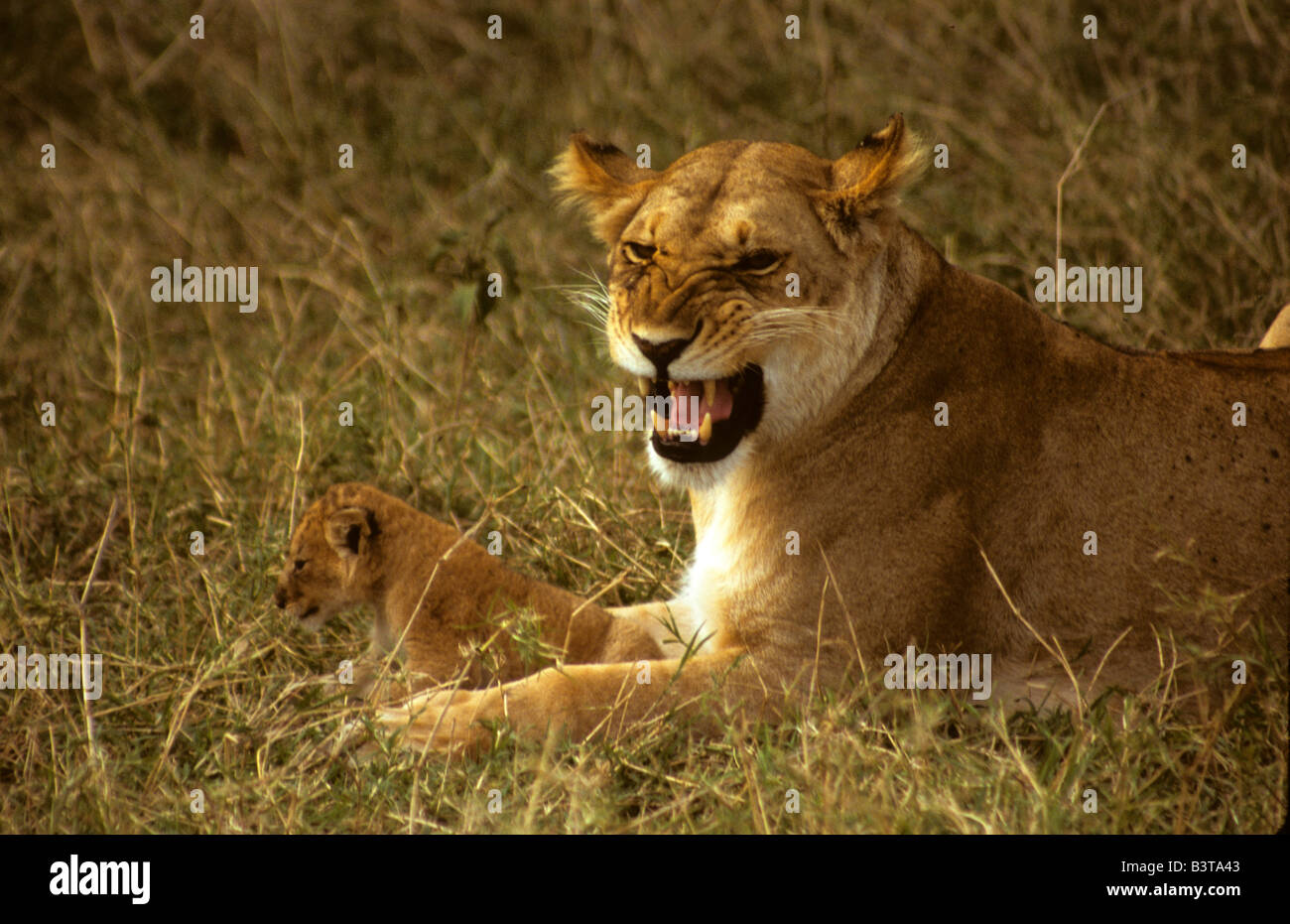 Lioness protecting cub hi-res stock photography and images - Alamy