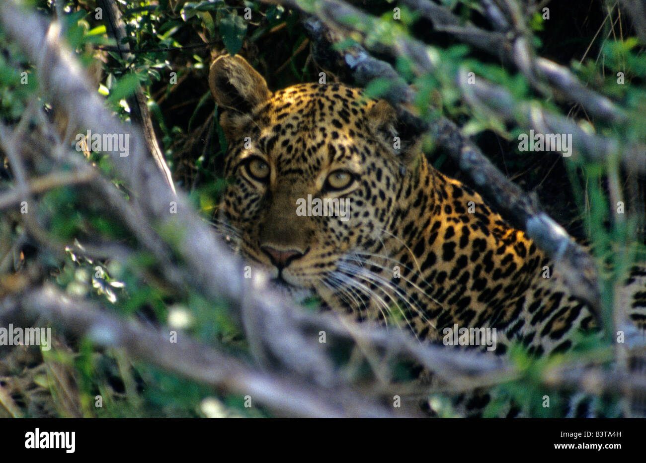 East Africa, Kenya. Leopard in hiding Stock Photo - Alamy