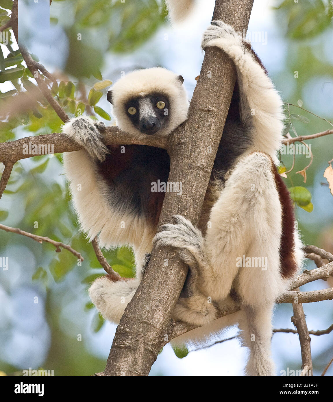 Africa, Indian Ocean, Madagascar. Close-up of sifaka lemur perched in ...