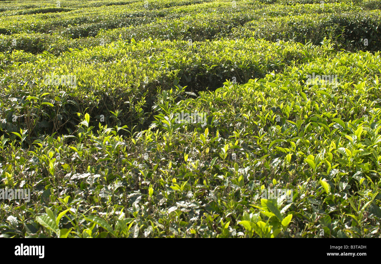 Mauritius. Bois Cheri Tea Estate produces 7 different types of black ...