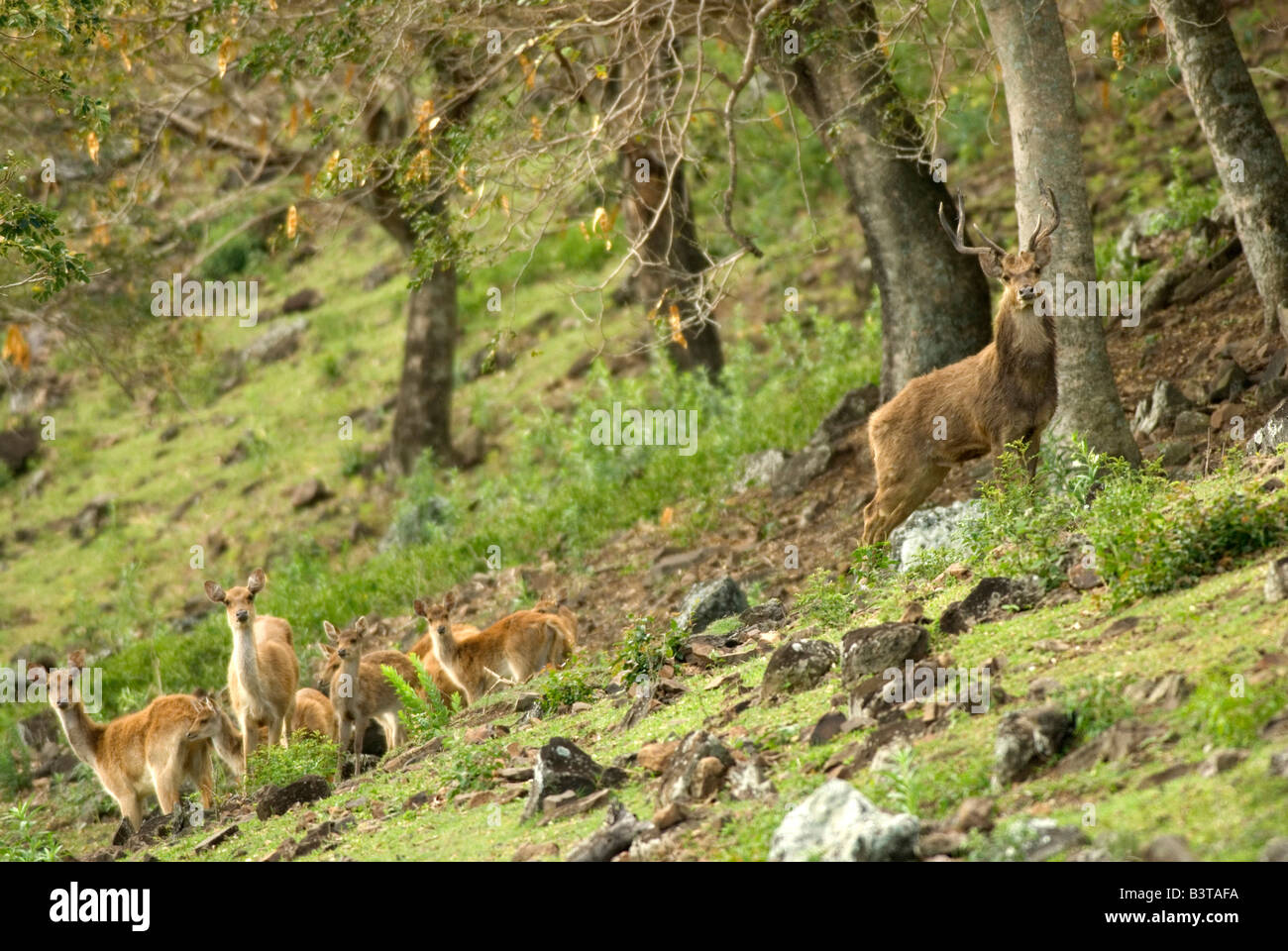 Mauritius. Java deer, (Cervus timorensis rusa), were introduced to ...