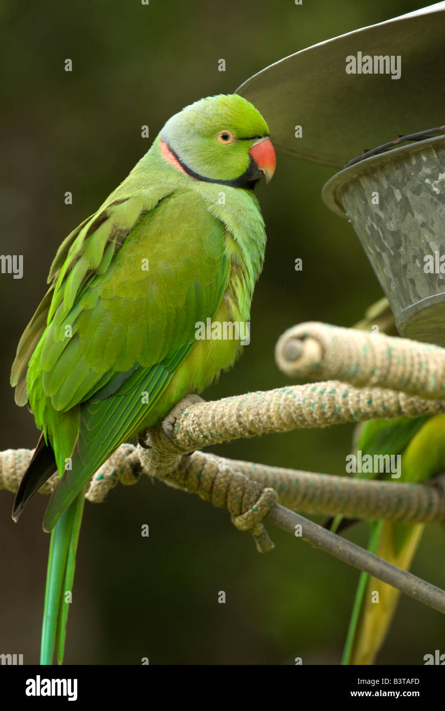Mauritius Parakeet High Resolution Stock Photography and Images - Alamy