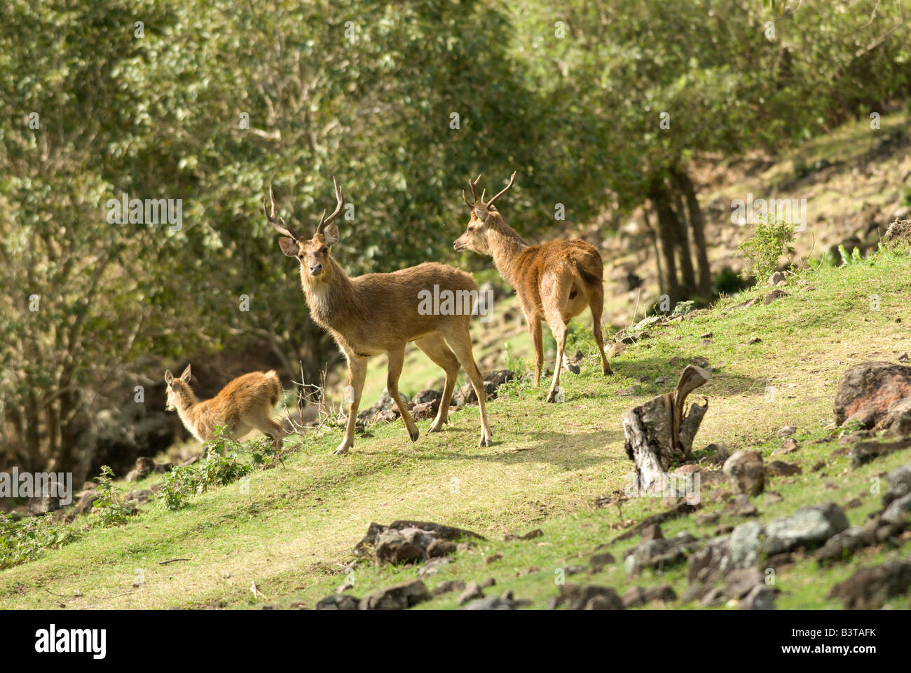 Mauritius, Java deer, (Cervus timorensis rusa), were introduced to ...