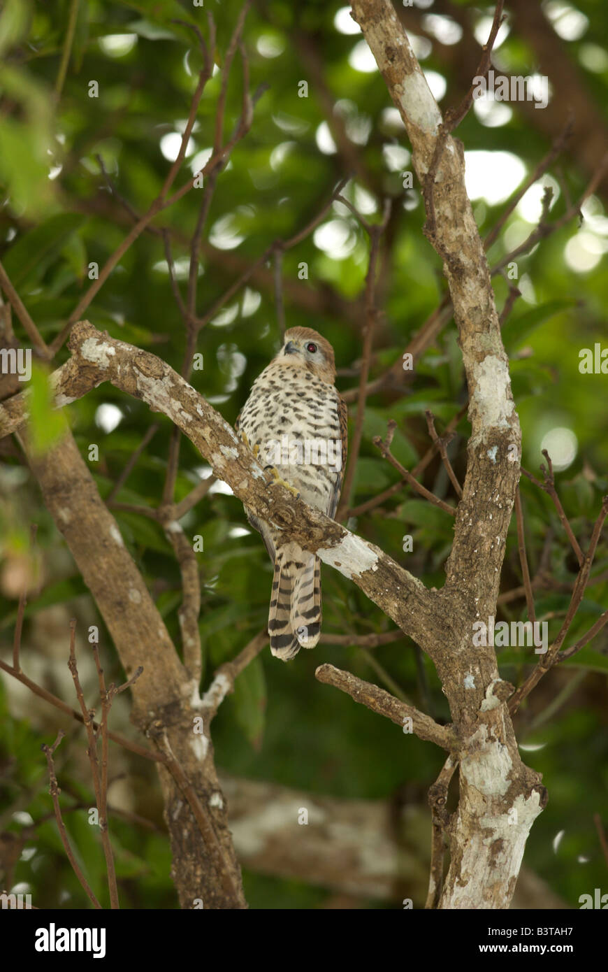 Mauritius. The endemic Mauritius kestrel, Falco punctatus Stock Photo ...