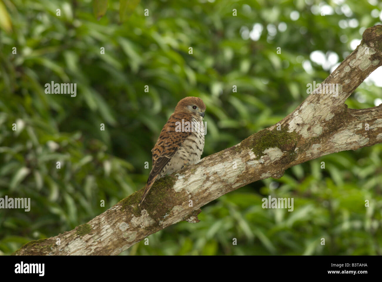 Mauritius. The endemic Mauritius kestrel, Falco punctatus Stock Photo ...