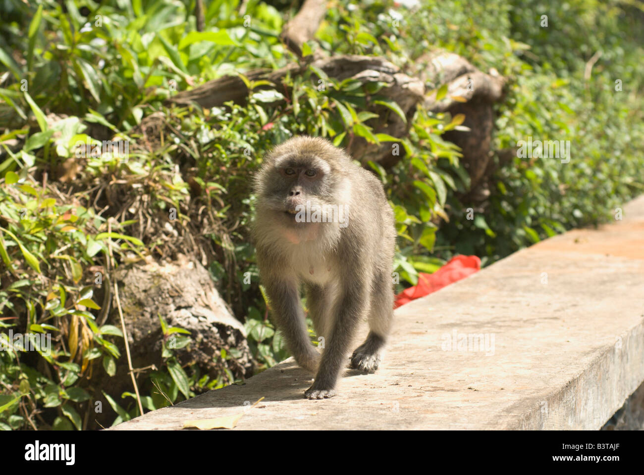 Mauritius, Grand Bassin. Macaque monkey, Macaca fascicularis at the ...