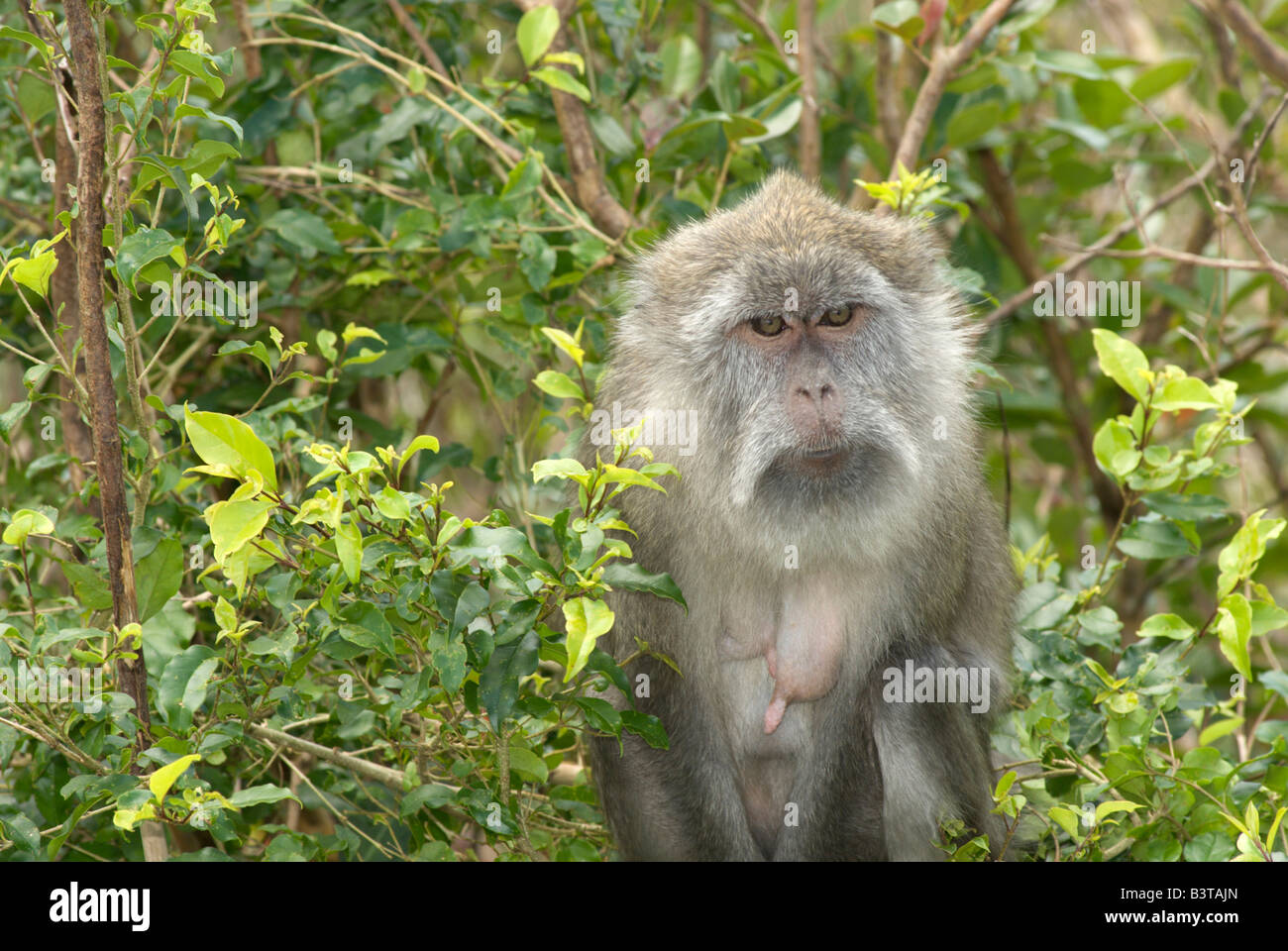 Mauritius, Grand Bassin. Macaque monkey, Macaca fascicularis at the ...
