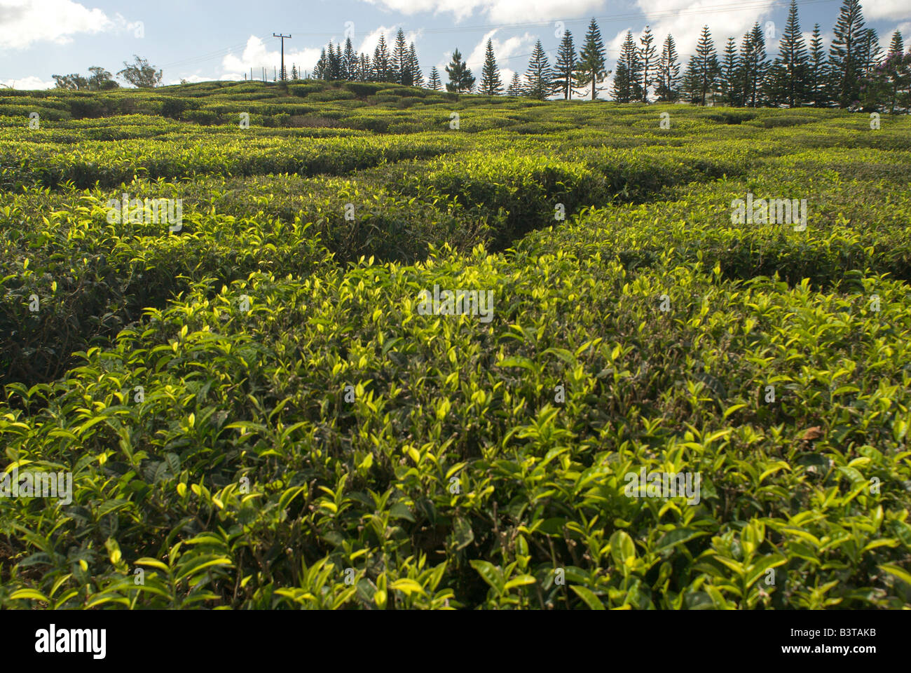 Mauritius. Bois Cheri Tea Estate produces 7 different types of black ...