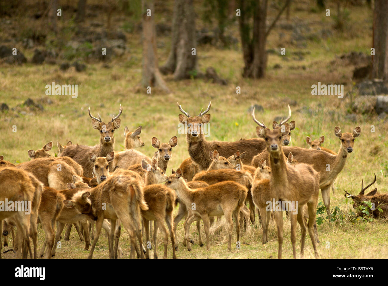 Mauritius, Java deer, (Cervus timorensis rusa), were introduced to ...