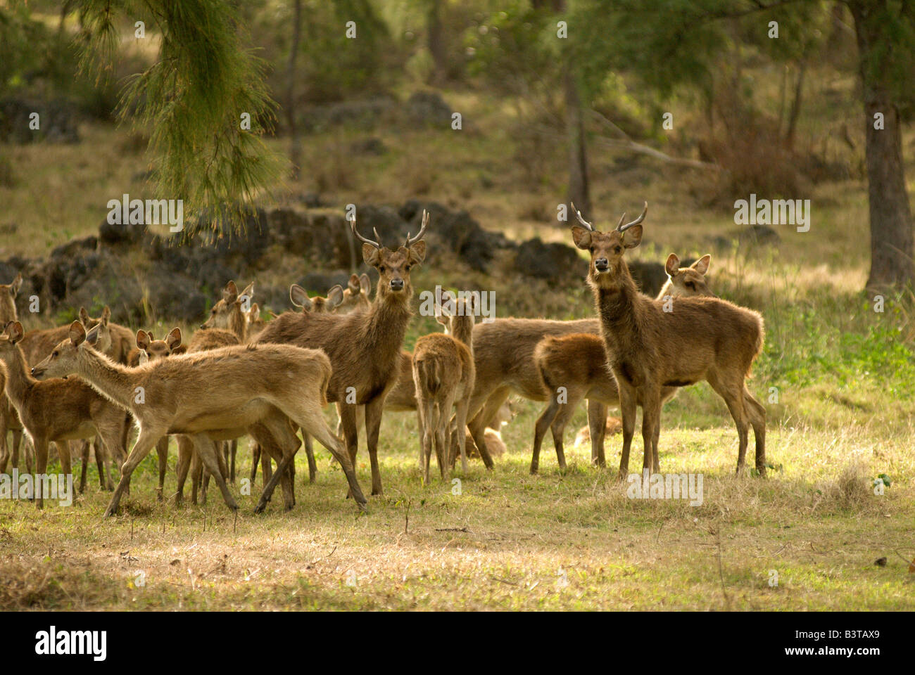 Mauritius, Java deer, (Cervus timorensis rusa), were introduced to ...