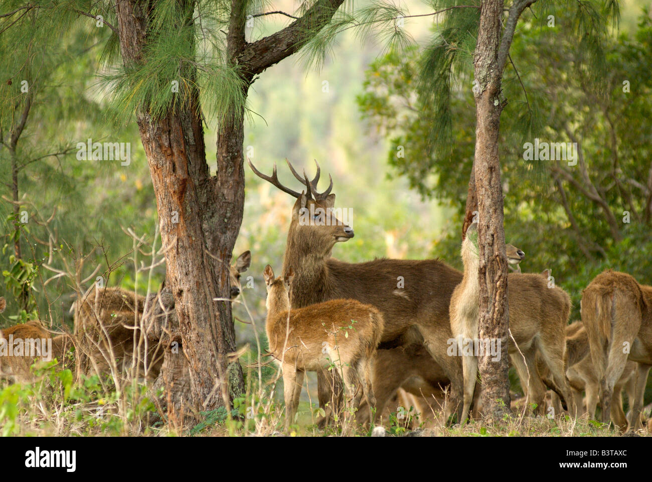 Mauritius, Java deer, (Cervus timorensis rusa), were introduced to ...