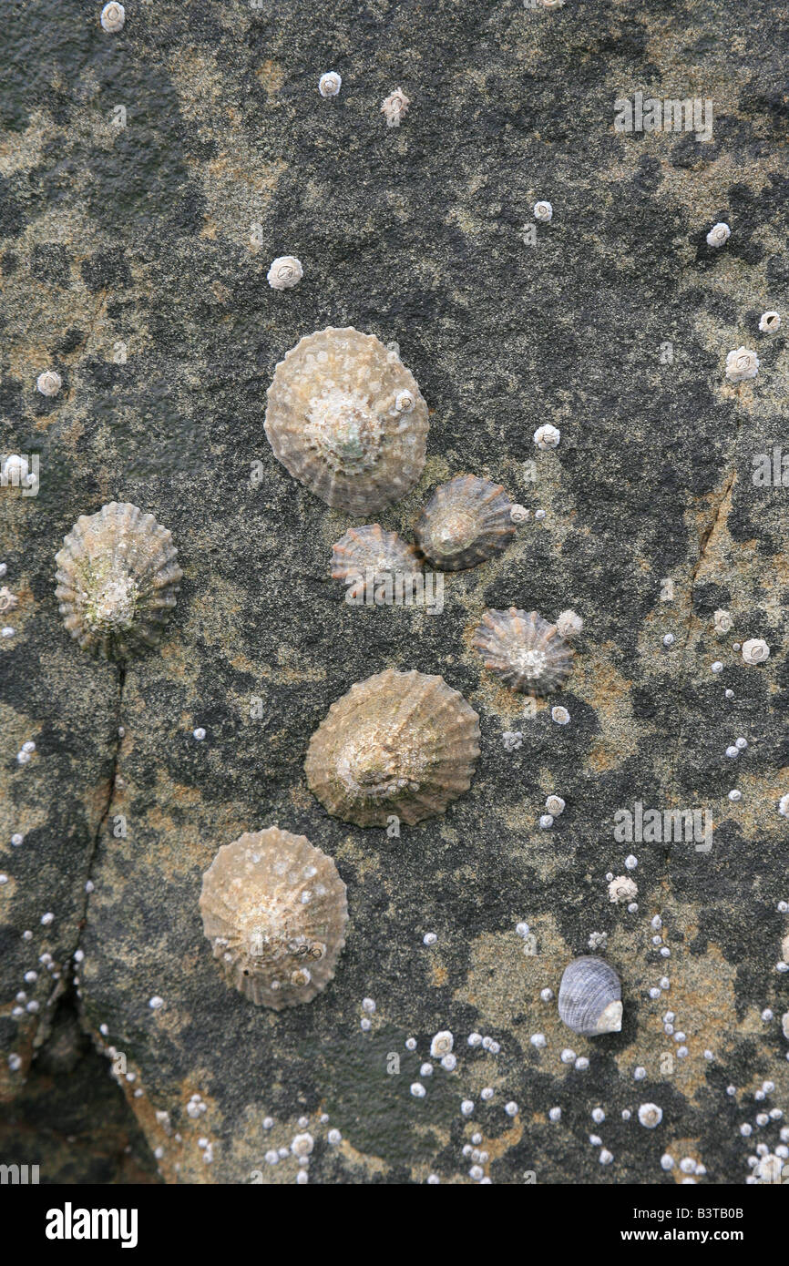 Limpets and Barnacles on a rock Stock Photo - Alamy