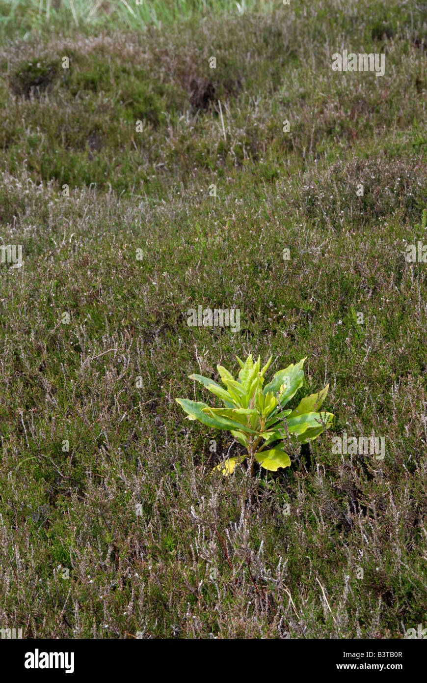 Invasive alien weed hi-res stock photography and images - Alamy