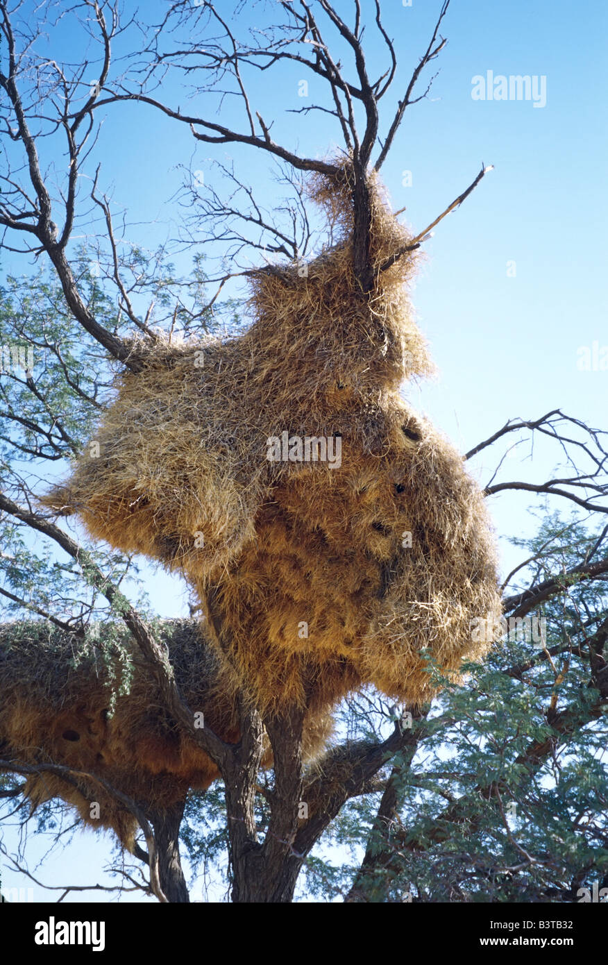 Social weaver birds in nest hi-res stock photography and images - Alamy