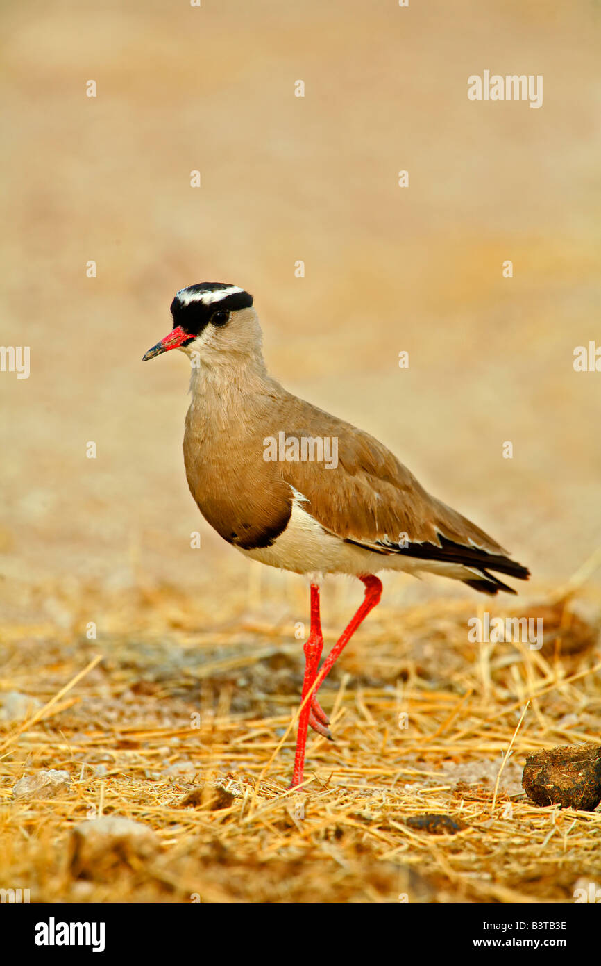 Africa, Namibia. Crowned Plover or Lapwing (Vanellus coronatus Stock ...