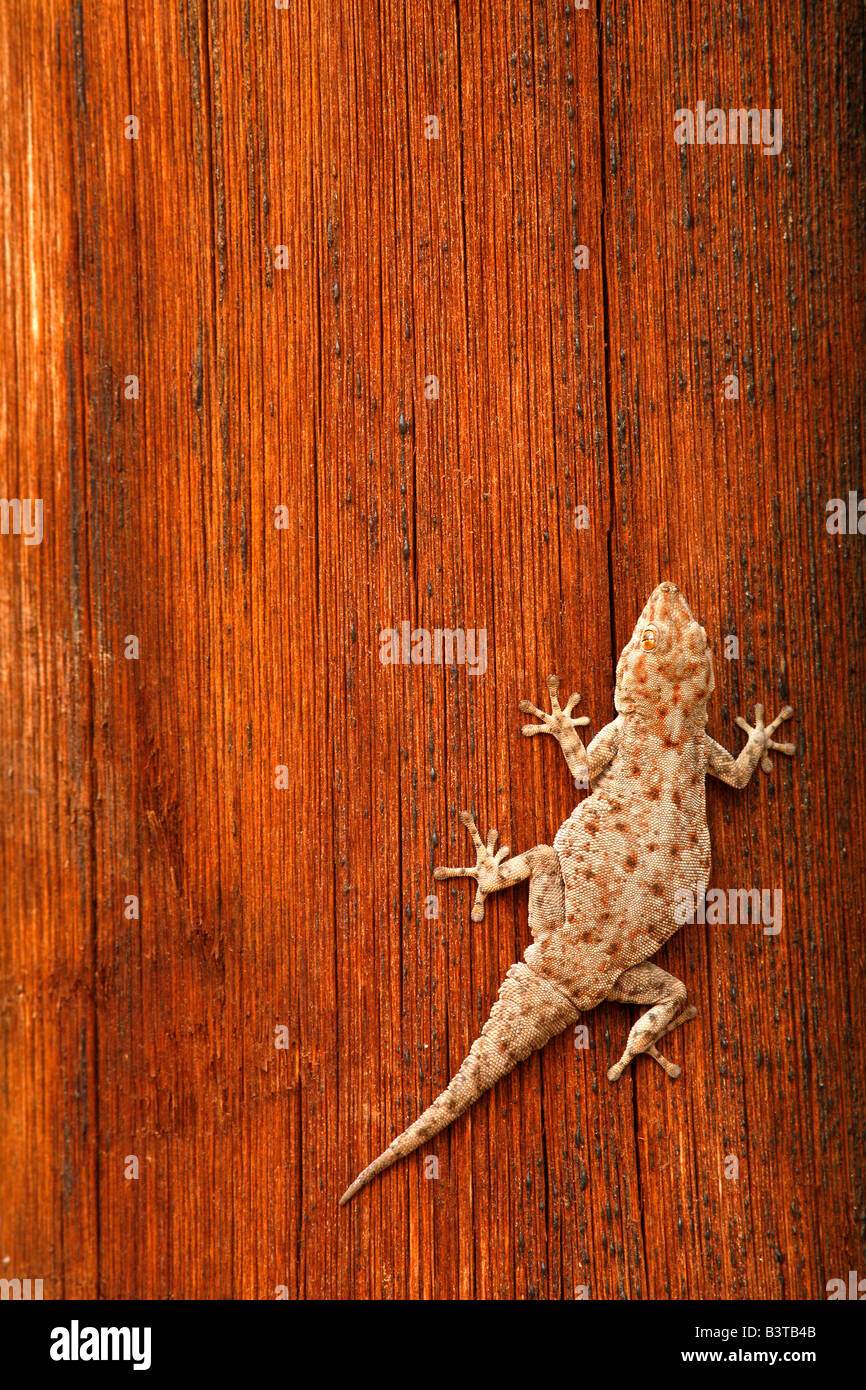 Tokay Gecko (Gecko gecko) on Striated Wood. The wooden post belongs to ...