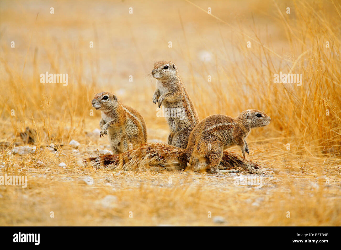 Namibia, Etosha NP. Cape Ground Squirrel (Xerus inauris) family on ...