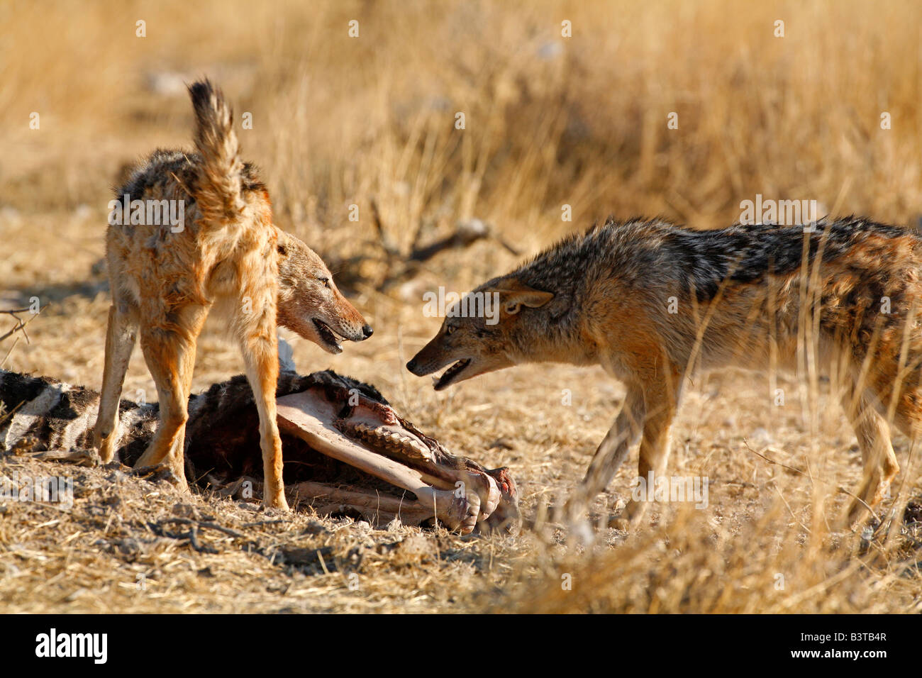 Black Backed Jackals (Canis mesomelas) fighting over zebra kill ...