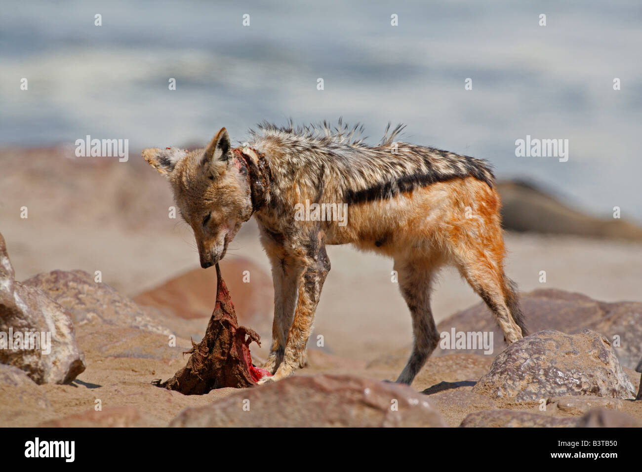 Jackal Eating Seal High Resolution Stock Photography and Images - Alamy