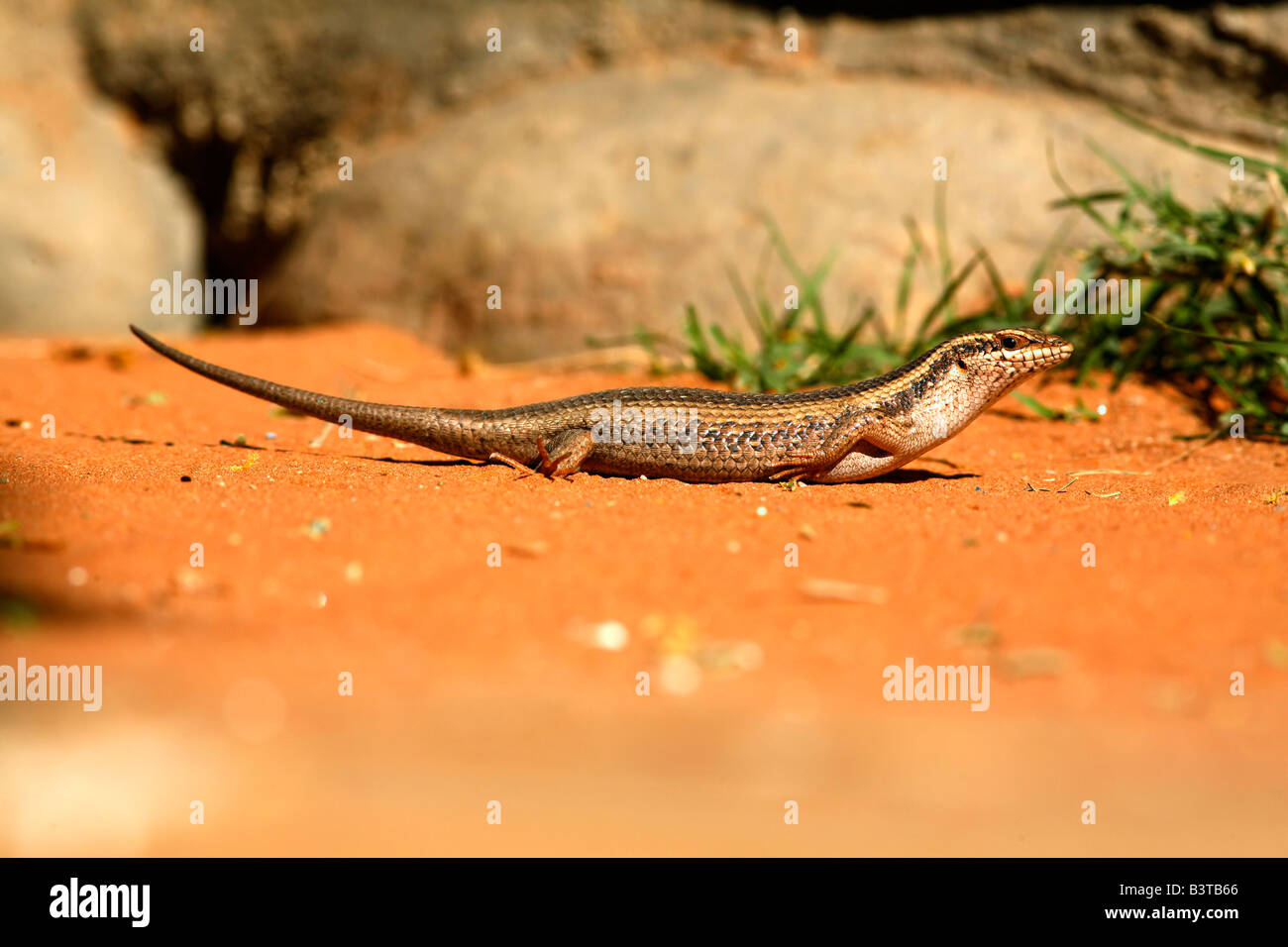 Africa, Namibia, Sesriem. Striped Skink (Mabuya striata) walking on hot ...