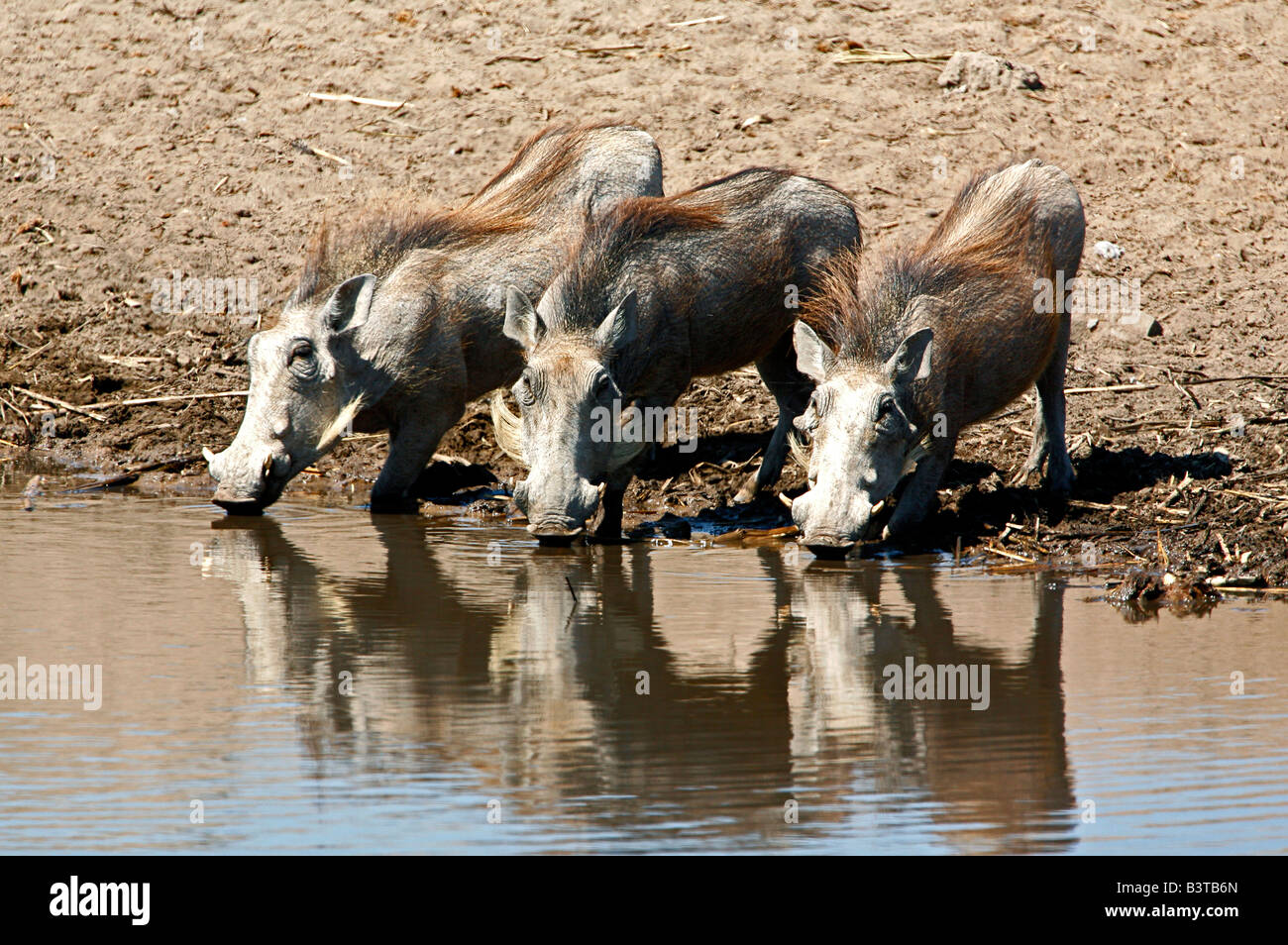 Three warthogs hi-res stock photography and images - Alamy