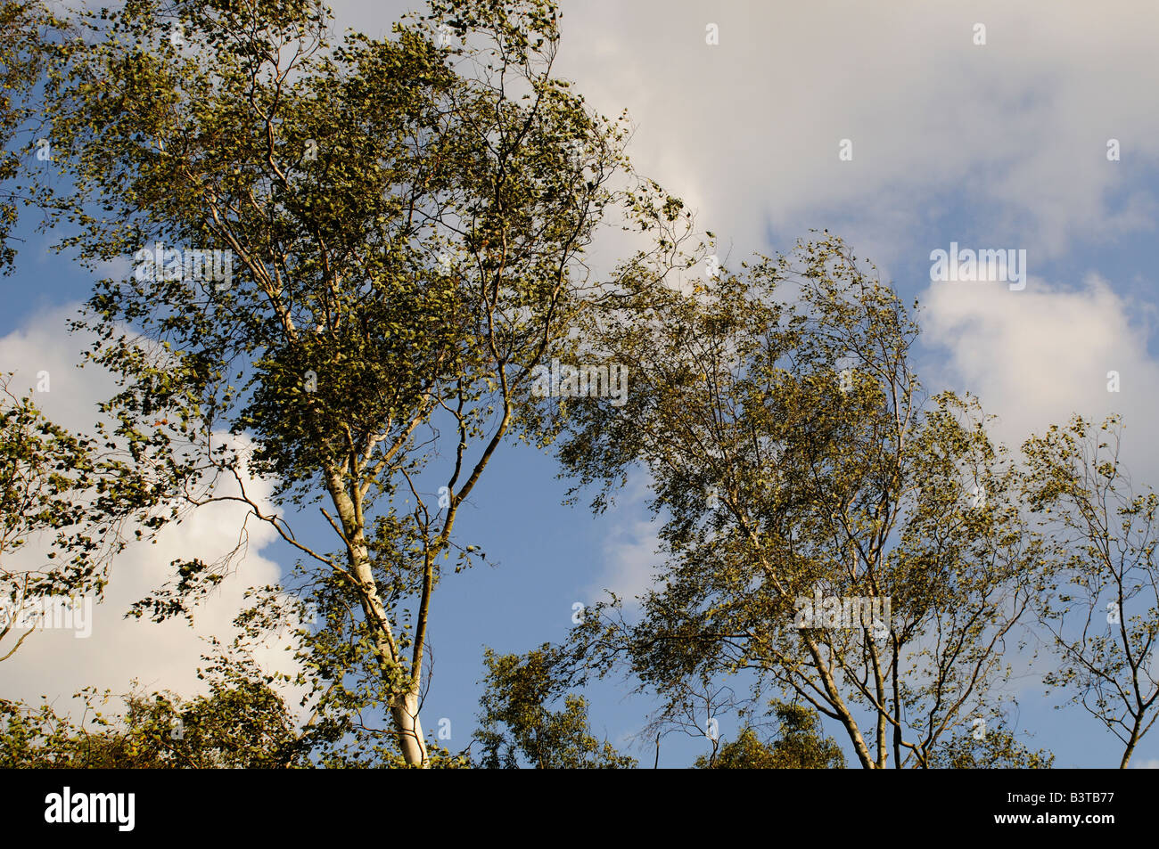 Silver birch trees Stock Photo - Alamy