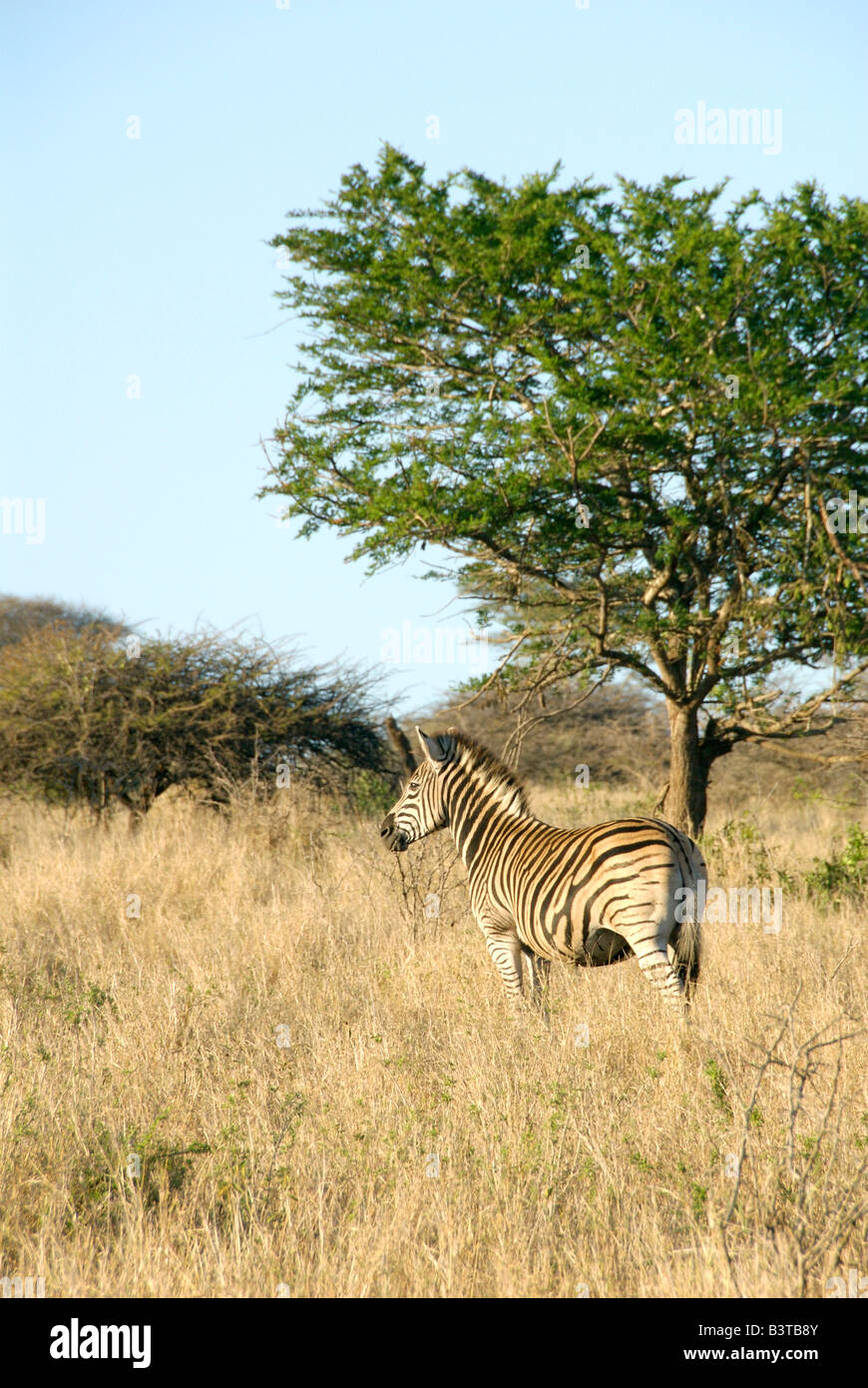 Africa, South Africa, KwaZulu Natal, Hluhluwe, zebra in Zulu Nyala Game ...