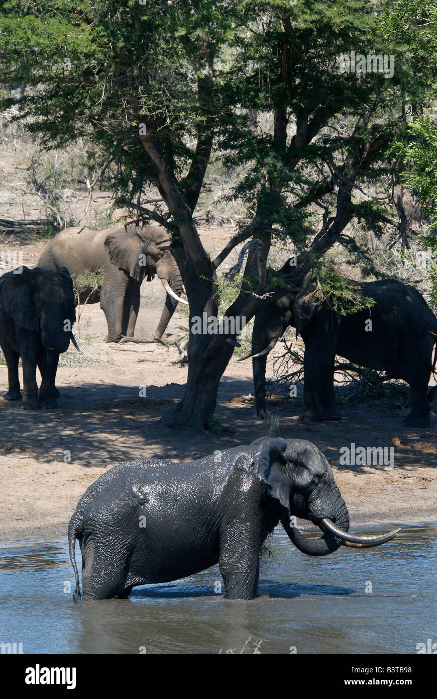 Africa, South Africa, KwaZulu Natal, Westville, elephants in Tembe ...