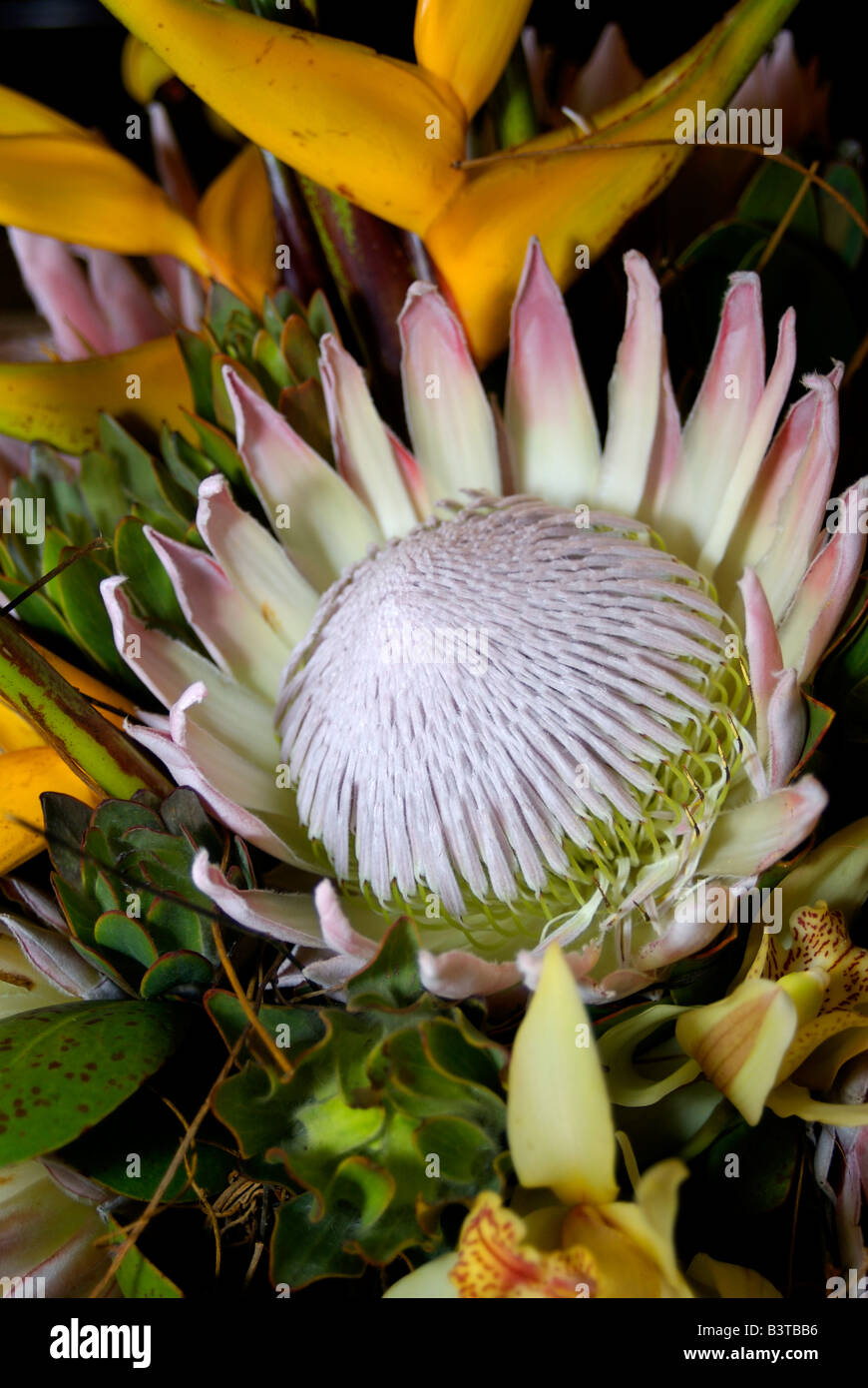 Africa, South Africa, KwaZulu Natal, Umhlanga Rocks, Queen Protea and ...