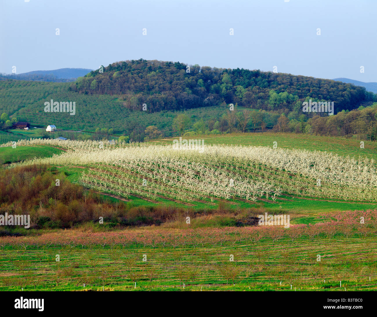 CHERRY & PEACH TREES IN SPRING BLOOM, PETERS ORCHARDS. FRUIT ORCHARDS ...