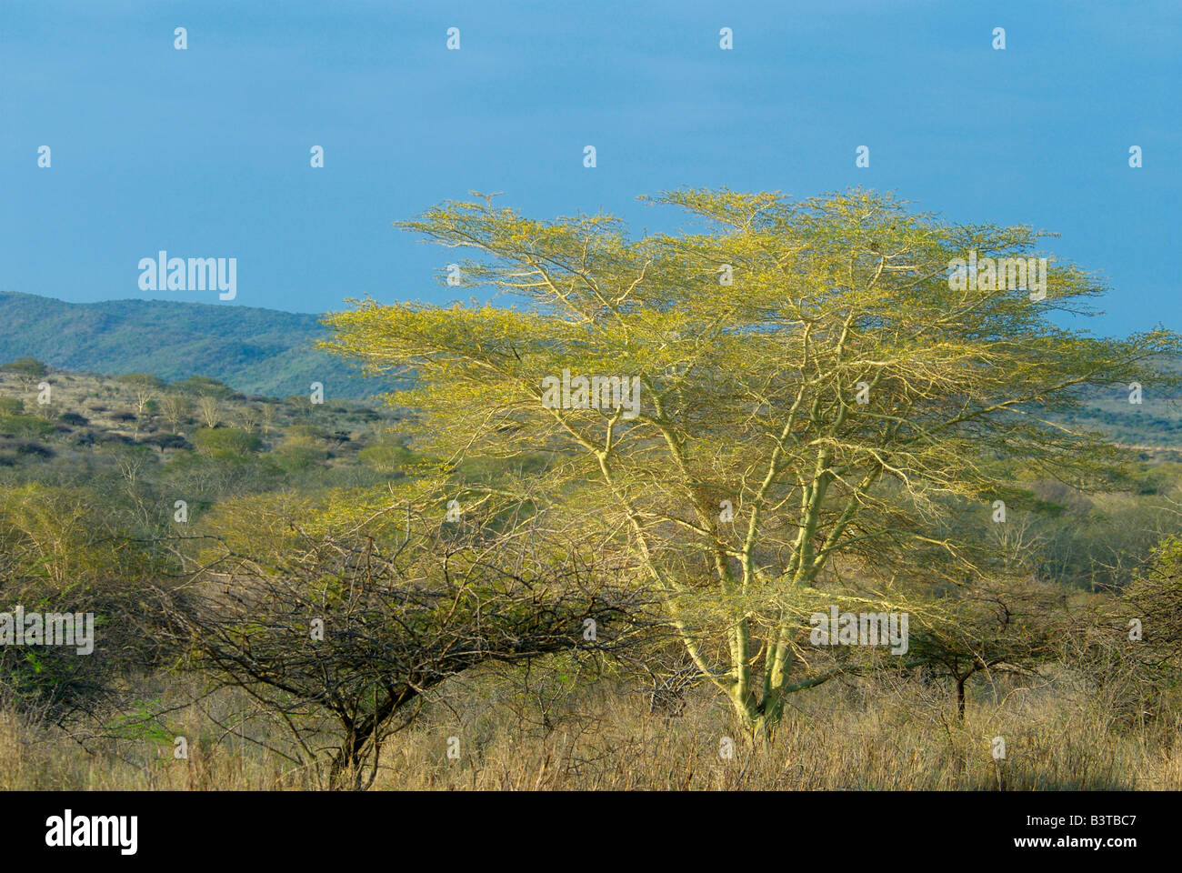 Africa, South Africa, KwaZulu Natal, Hluhluwe, fever tree at Zulu Nyala ...