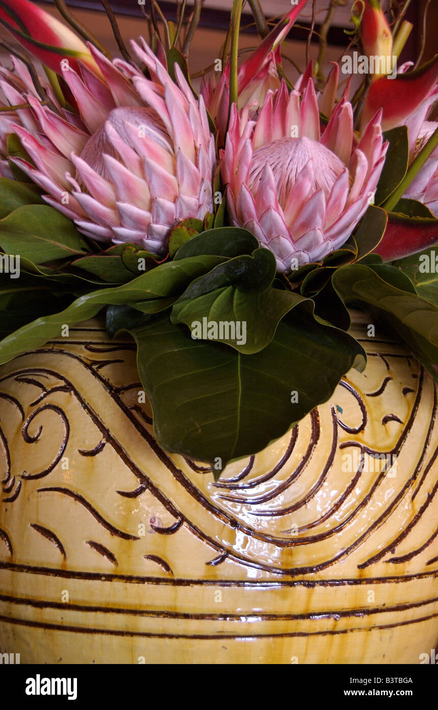 Africa, South Africa, KwaZulu Natal, Durban, Umhlanga Rocks, tropical ...