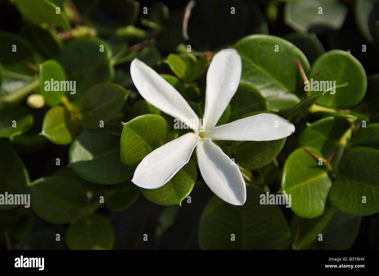 Africa, South Africa, KwaZulu Natal, Durban, Umhlanga Rocks, Num Num ...