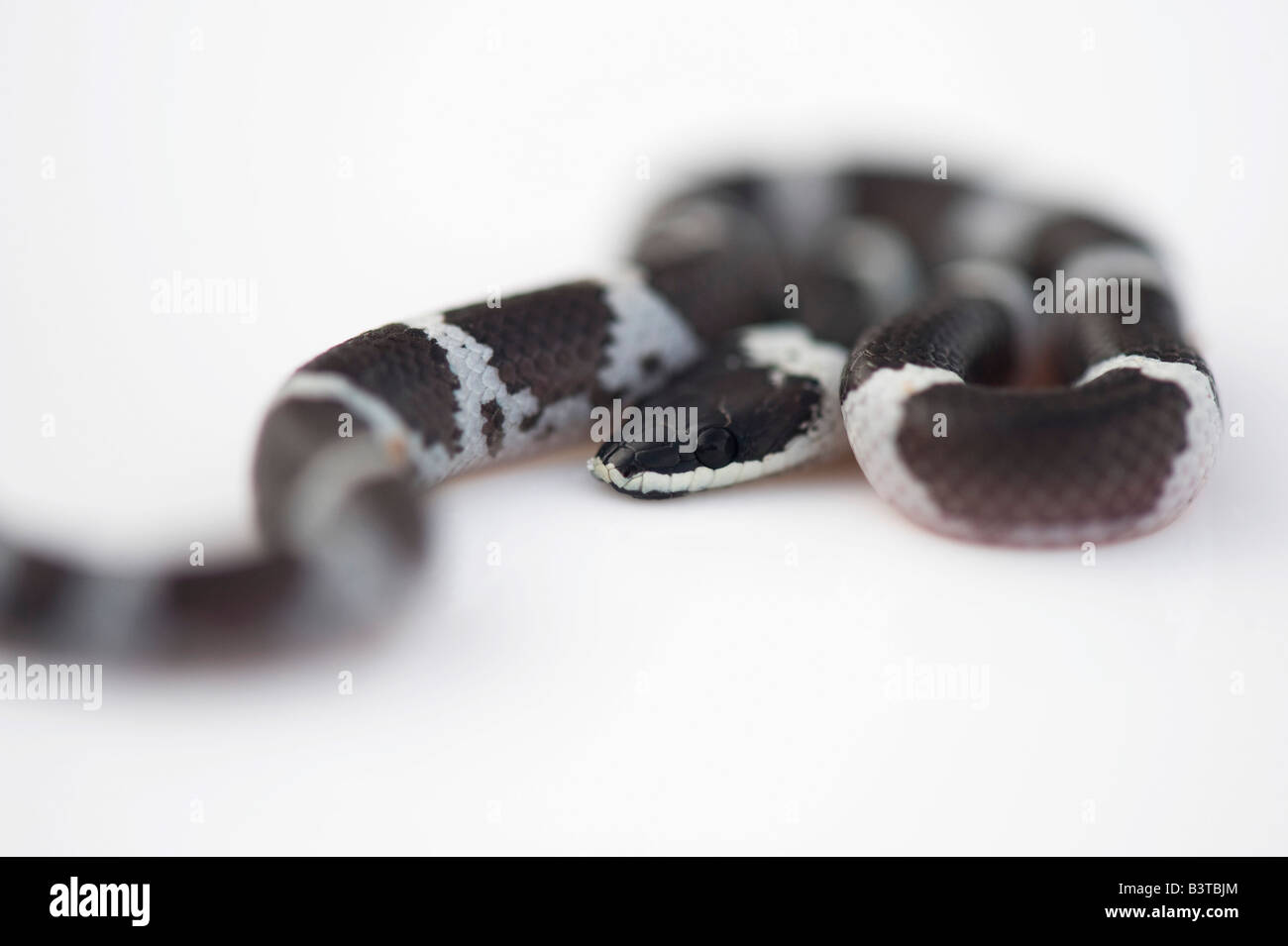 Indian wolf snake hi-res stock photography and images - Alamy