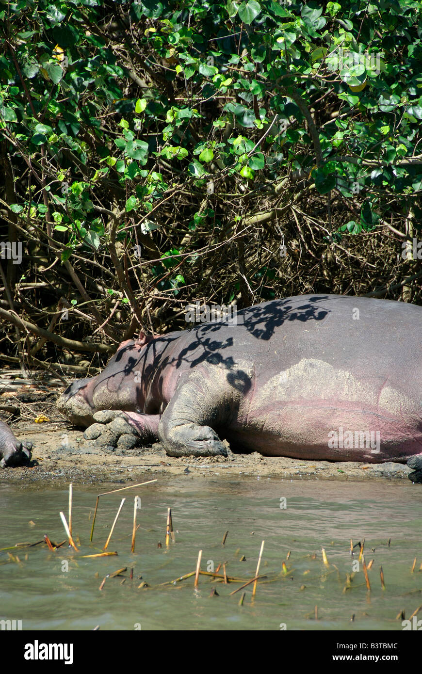 Africa South Africa Kwazulu Natal Greater St Lucia Wetland Park