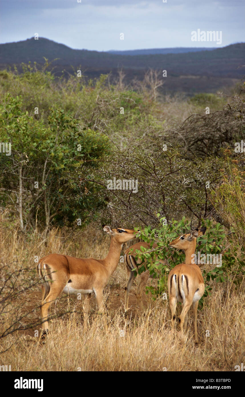 Nyala eating hi-res stock photography and images - Alamy
